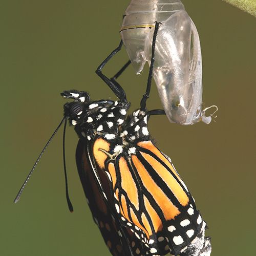 Butterfly Activities: Life Cycle Wheel and Diagram | Carolina.com