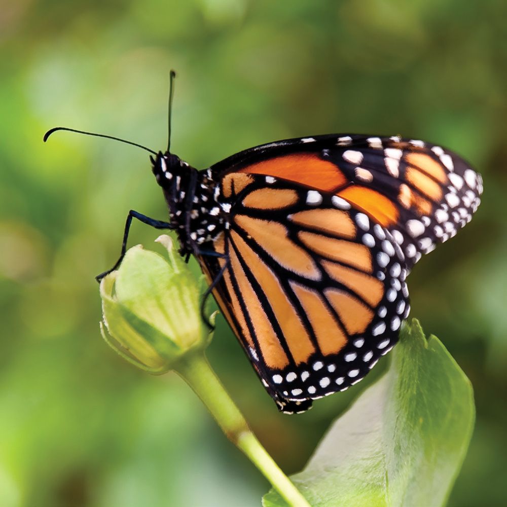 Butterfly Activities: Anatomy | Carolina.com