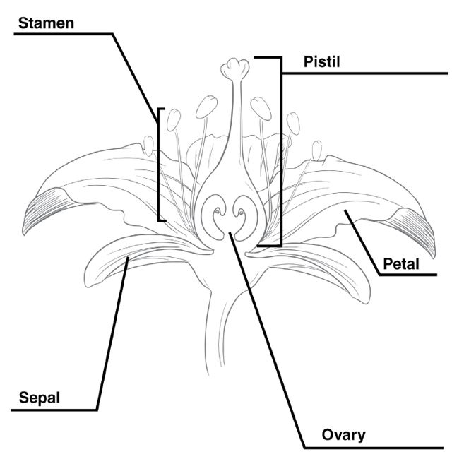 Flower Dissection Carolina Flower Dissection Carolina