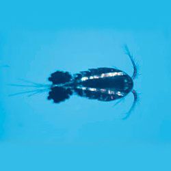 Marine Copepods Care Sheet | Carolina Biological Supply