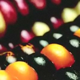 Corn Genetics: Hip Hop Genes | Carolina Biological Supply