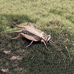 Crickets Care Sheet | Carolina Biological Supply