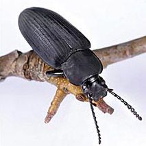 Care Guide: Darkling Beetle | Carolina Biological Supply