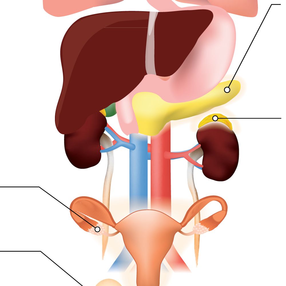 Human Body Endocrine System Carolina Biological Supply Human Body Endocrine System Carolina Biological Supply