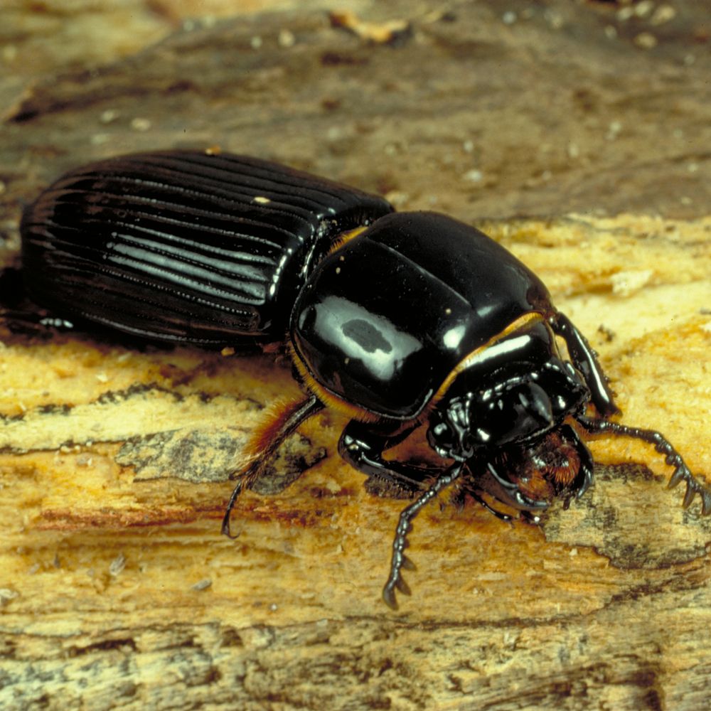 Workshop Handouts | Hands-On Science with Phenomenal Critters ...