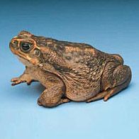 Giant Toad Care Sheet | Carolina Biological Supply