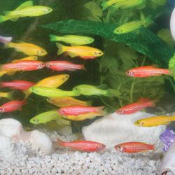 GloFish® Activities | Carolina Biological Supply