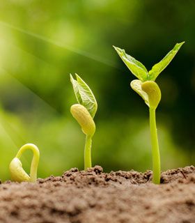 Care Guide: Germinating Seeds | Carolina Biological Supply