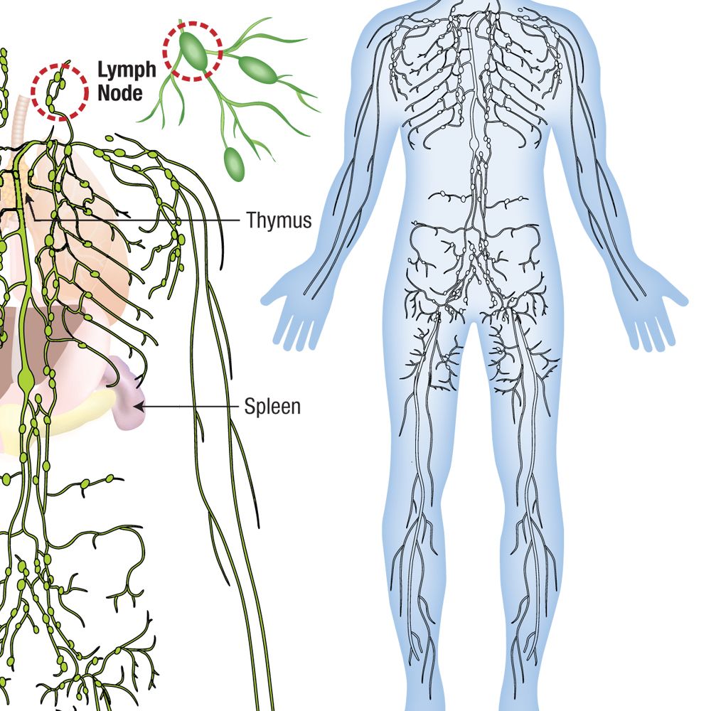 Human Body: Lymphatic System | Carolina Biological Supply