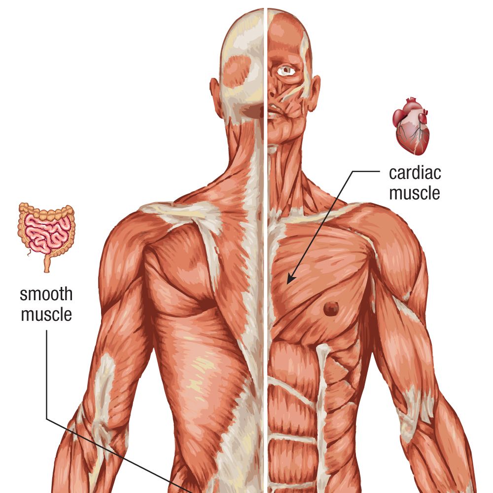 Name Of Muscles In Human Body How Many Muscles Are In The Human Body 