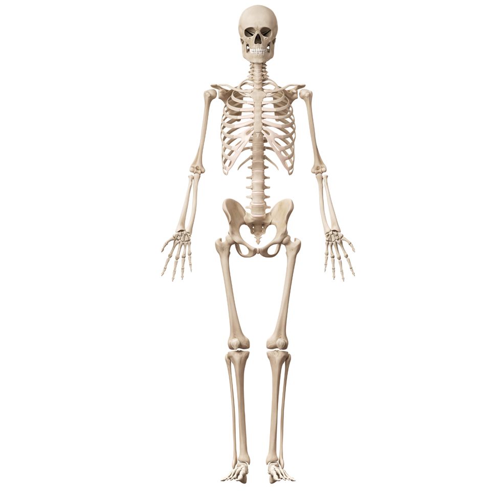 Human Body Skeletal System Review Carolina Biological Supply