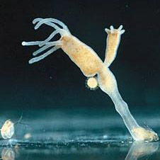 Living Organism Care Hydra | Carolina Biological Supply