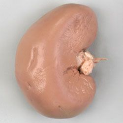 Mammal Kidney Dissection Guide | Carolina.com