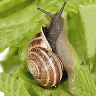 Land Snails Care Sheet | Carolina Biological Supply