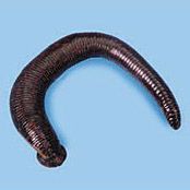 Leeches Care Sheet | Carolina Biological Supply