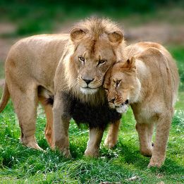 Answering Questions about Mammalian Reproductive Cycles | Carolina ...