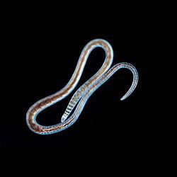 Lumbriculus Care Sheet | Carolina Biological Supply