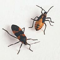 Care Guide: Milkweed Bugs | Carolina Biological Supply