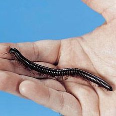Millipedes Care Sheet | Carolina Biological Supply
