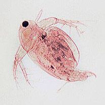 Moina Care Sheet | Carolina Biological Supply