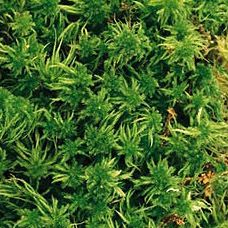 Moss Care Sheet | Carolina Biological Supply