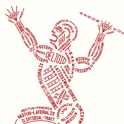 Muscular Typogram | Carolina Biological Supply