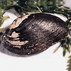 Freshwater Mussel Care Sheet | Carolina Biological Supply