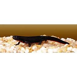 Newts Care Sheet | Carolina Biological Supply