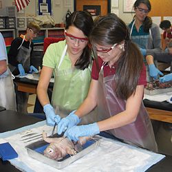 Explore Animal Diversity with Inquiry-Based Dissection | Carolina ...