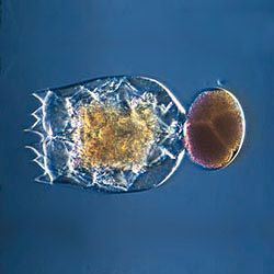 Rotifers Care Sheet | Carolina Biological Supply