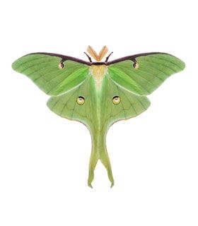 Care Guide: Saturniid Moths | Carolina Biological Supply