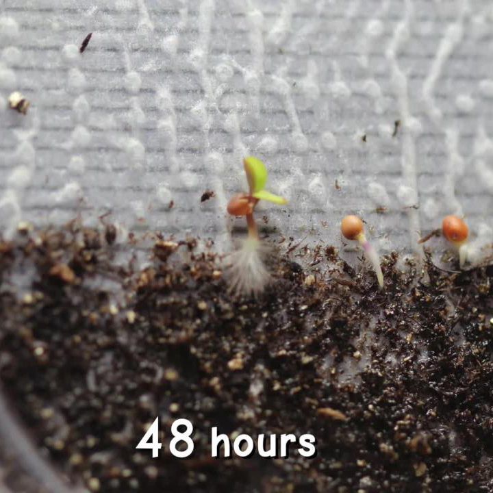 Seed Germination Time Lapse Video Carolina Biological Supply Seed Germination Time Lapse Video Carolina Biological Supply