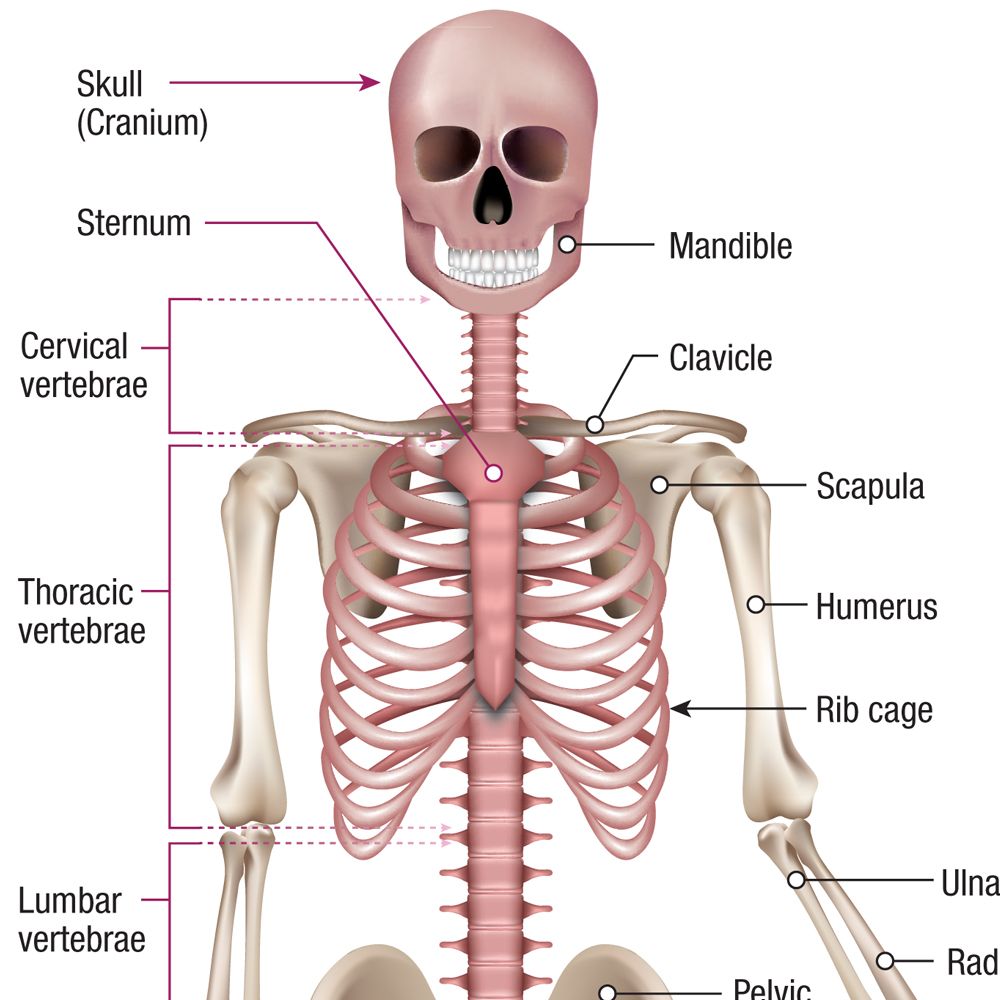 Human Body Skeletal System Carolina Biological Supply