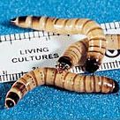 Superworms Care Sheet | Carolina Biological Supply