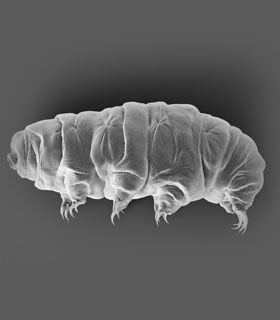 Care Guide: Tardigrades | Carolina Biological Supply