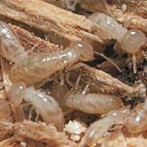 Care Guide: Termites | Carolina Biological Supply