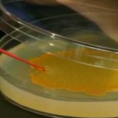 How to Care for Bacteria Cultures | Carolina Biological Supply