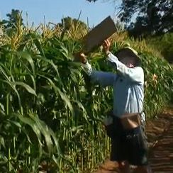 Carolina's Genetic Corn: Part 1-Pollination | Carolina Biological Supply