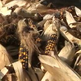 Carolina's Genetic Corn: Part 2-Harvesting | Carolina Biological Supply