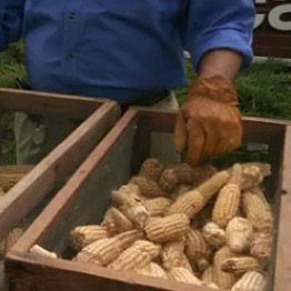 Carolina's Genetic Corn: Part 3-Preparing the Seeds | Carolina ...