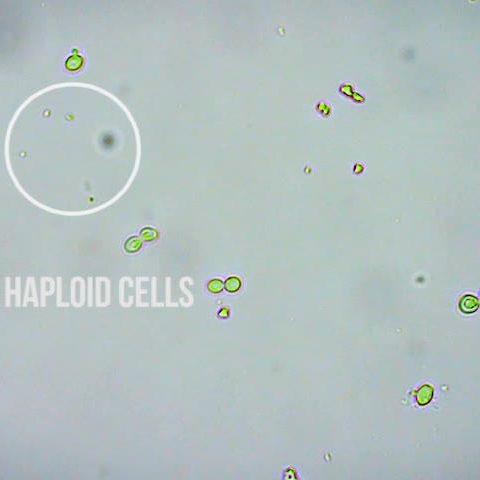 Video: How to Find a Shmoo | Carolina Biological Supply