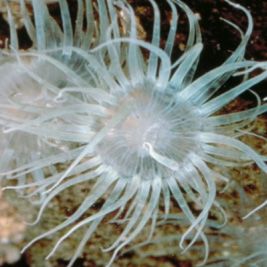 Care and Handling of Hydra | Carolina Biological Supply