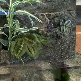 How to Set Up a River Tank | Carolina Biological Supply