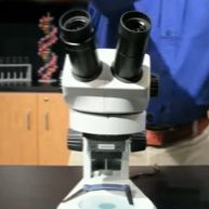 Stereo Microscopes: Tips and Tricks | Carolina.com