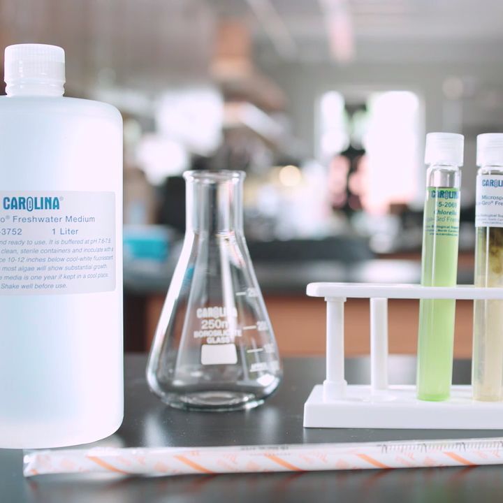 Video: Subculturing Algae | Carolina Biological Supply