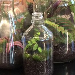 How to Set Up a Terrarium | Carolina Biological Supply