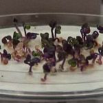 Teaching Genetics with Wisconsin Fast Plants® | Carolina.com