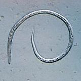 Vinegar Eels Care Sheet | Carolina Biological Supply