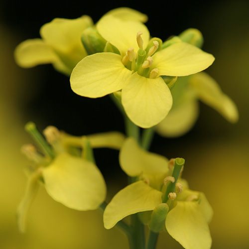 Wisconsin Fast Plants® for Fast Genetics: Observe Monohybrid Mendelian ...