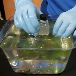 The Winkler Method | Carolina Biological Supply